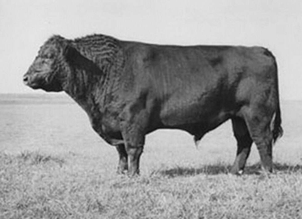 Herd Sires - Brubaker Family Angus