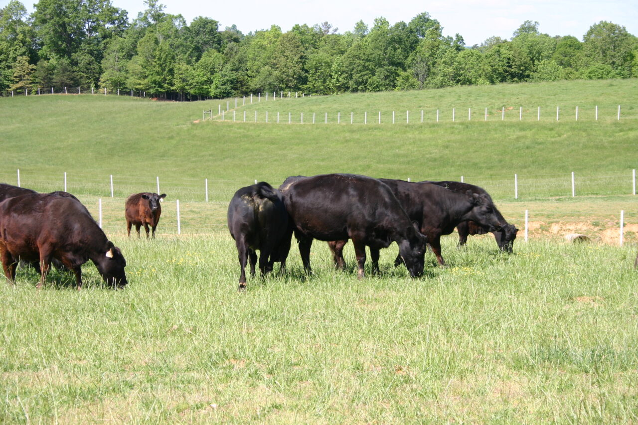 Heifers For Sale - Brubaker Family Angus
