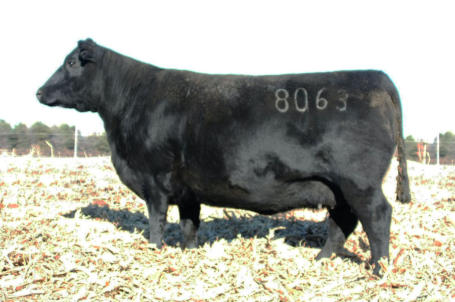 Cows For Sale - Brubaker Family Angus